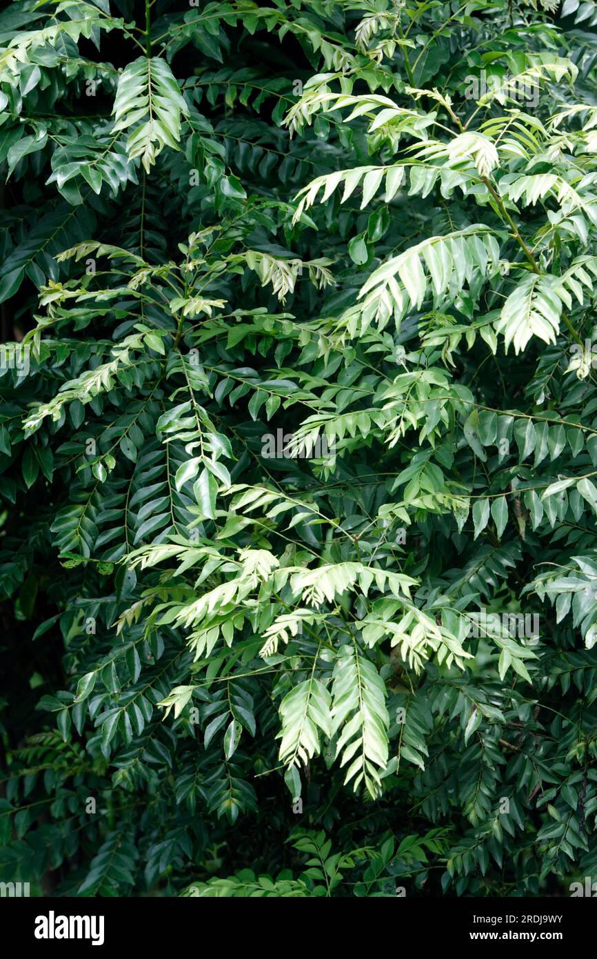 Curry tree (Murraya koenigii), shrub, leaves Tree, Singapore Tree ...