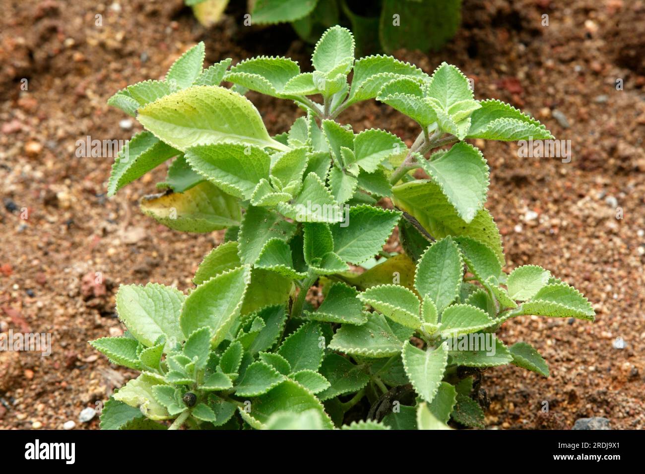 Borage Indian, plant, leaves Indian Borage, Singapore Indian Borage ...