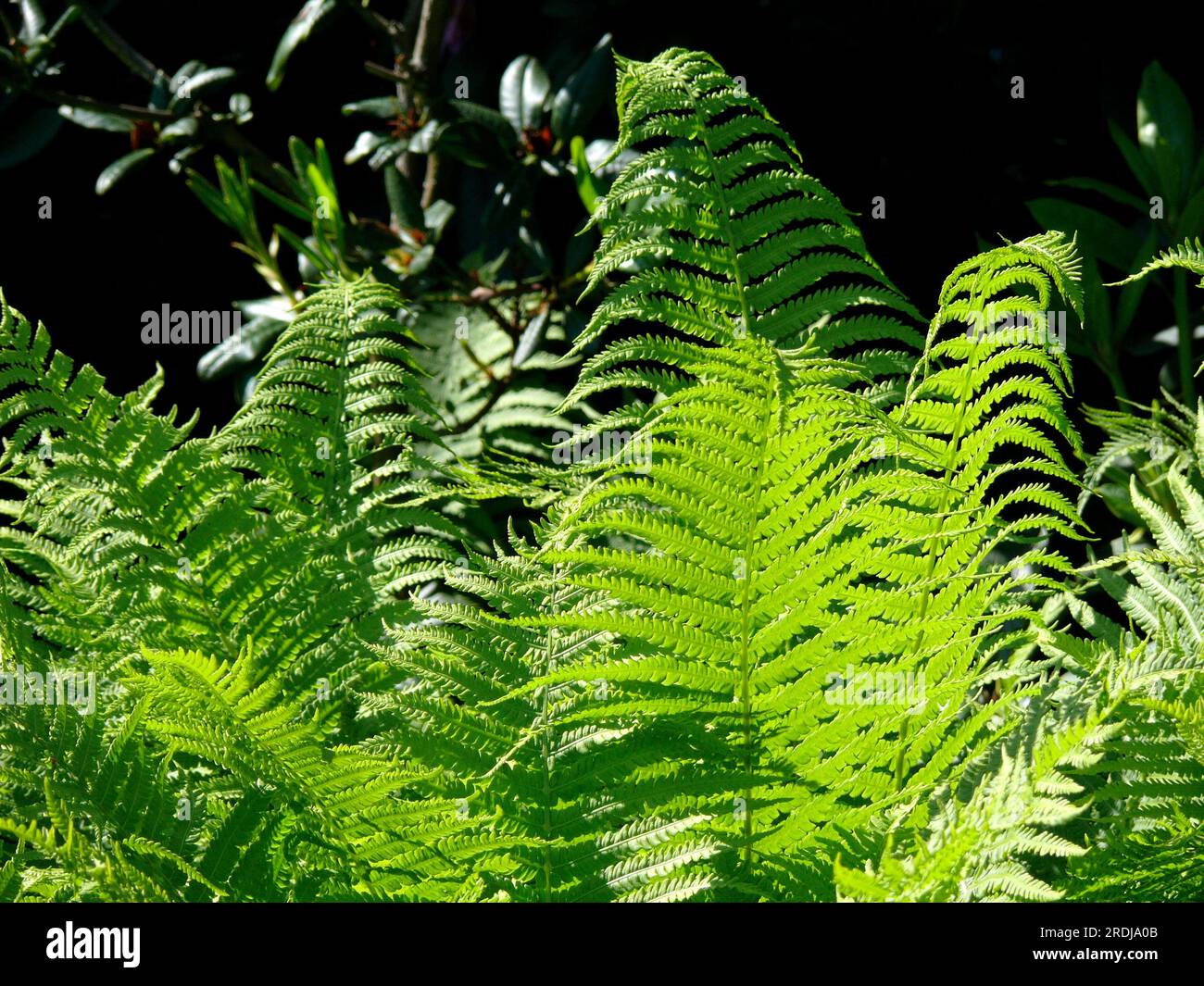 King fern hi-res stock photography and images - Alamy