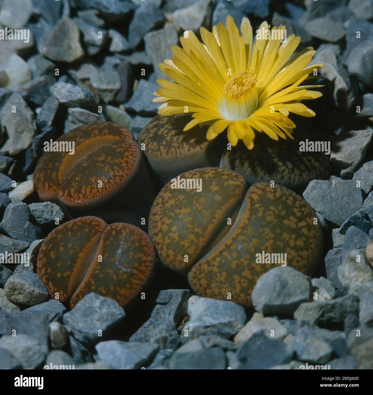 Succulent, Living Stones (Lithops aucampiae Stock Photo - Alamy
