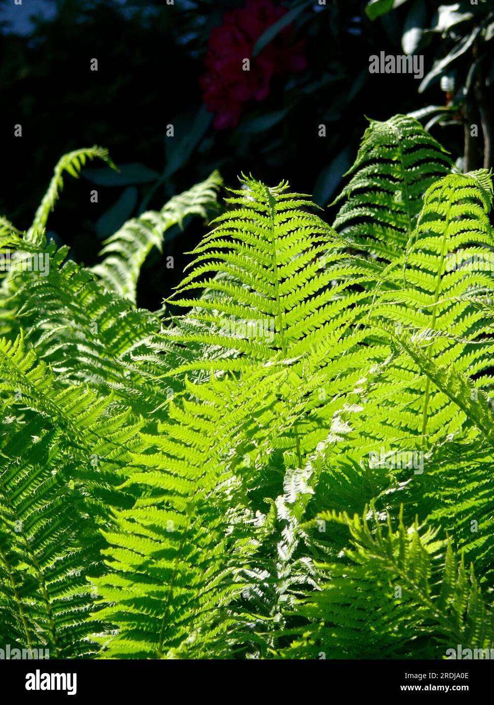 Fern in the garden, King fern, royal fern (Osmunda regalis), King ...
