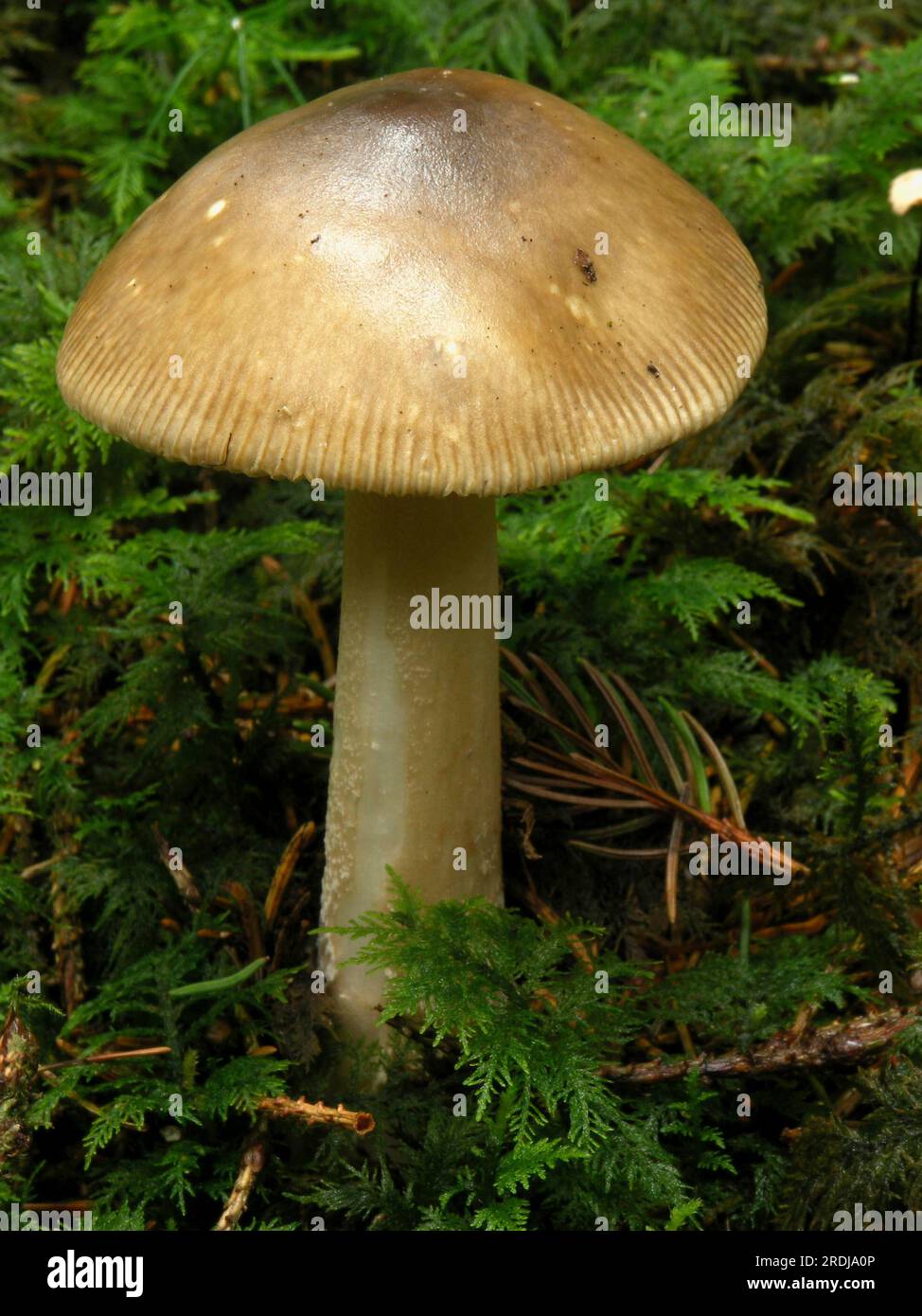 Umber amanita mushroom hi-res stock photography and images - Alamy