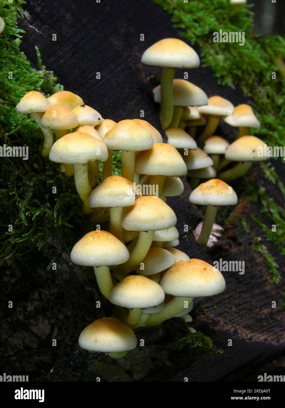 Sulphur tuft (Hypholoma fasciculare Stock Photo - Alamy