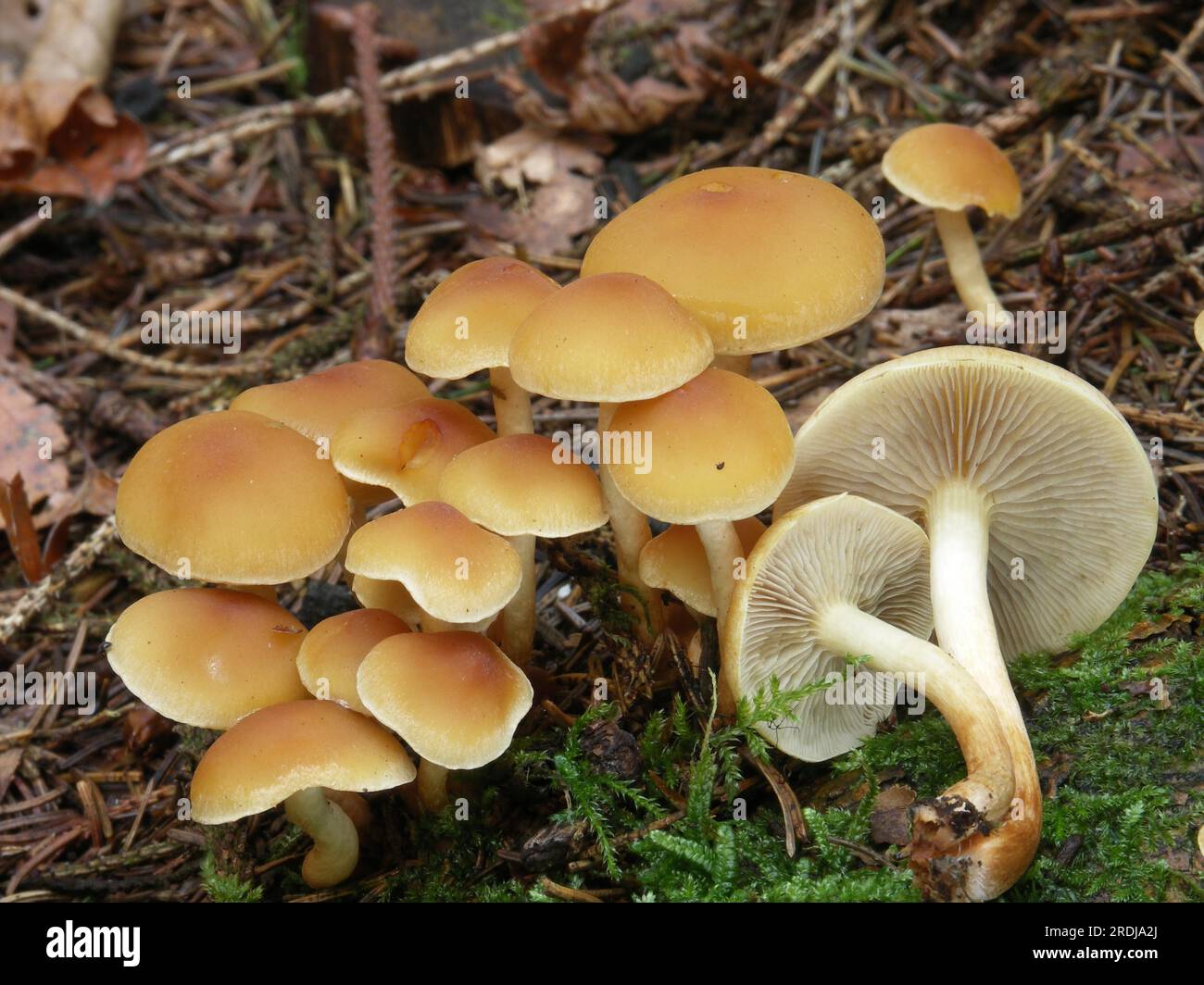 Conifer tuft (Hypholoma capnoides Stock Photo - Alamy