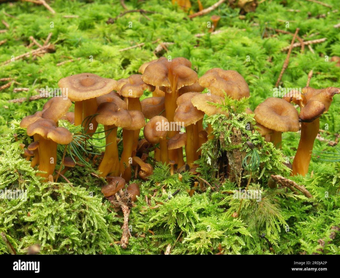 Yellowfoot (Cantharellus tubaeformis Stock Photo - Alamy