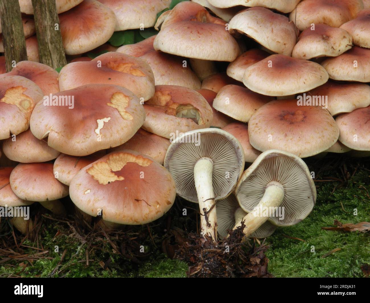 Brick cap (Hypholoma sublateritium Stock Photo - Alamy