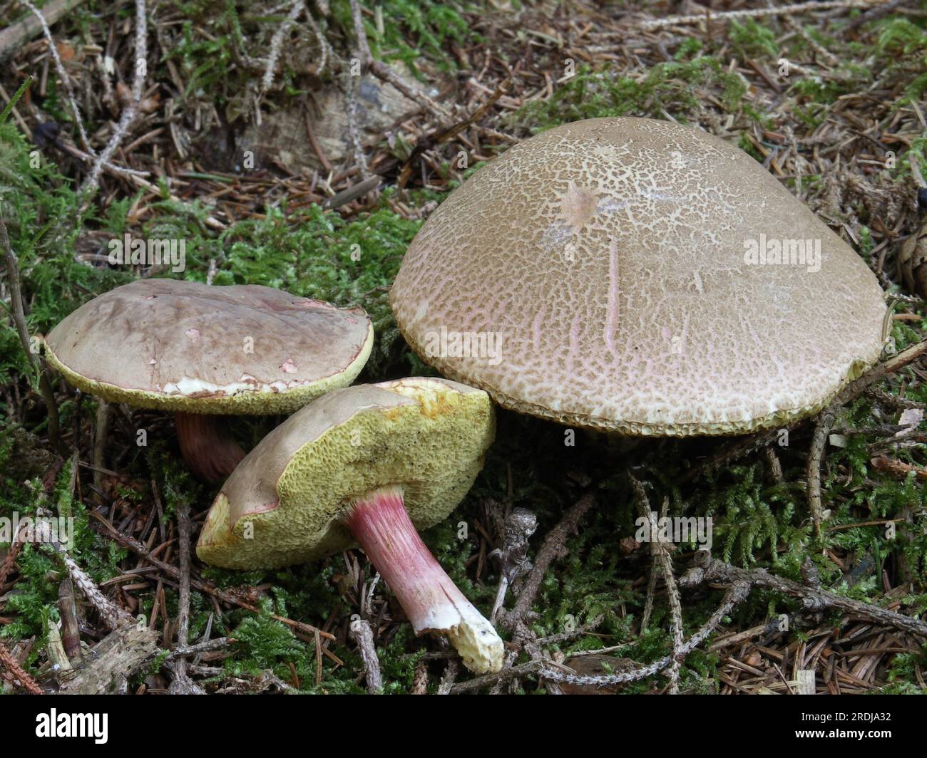 Red cracking bolete (Xerocomus chrysenteron Stock Photo - Alamy