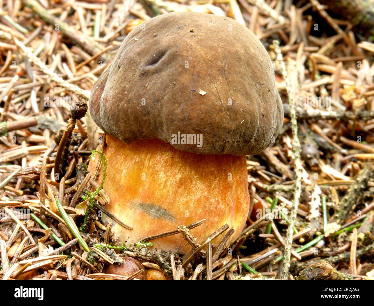 Boletus erythropus hi-res stock photography and images - Alamy