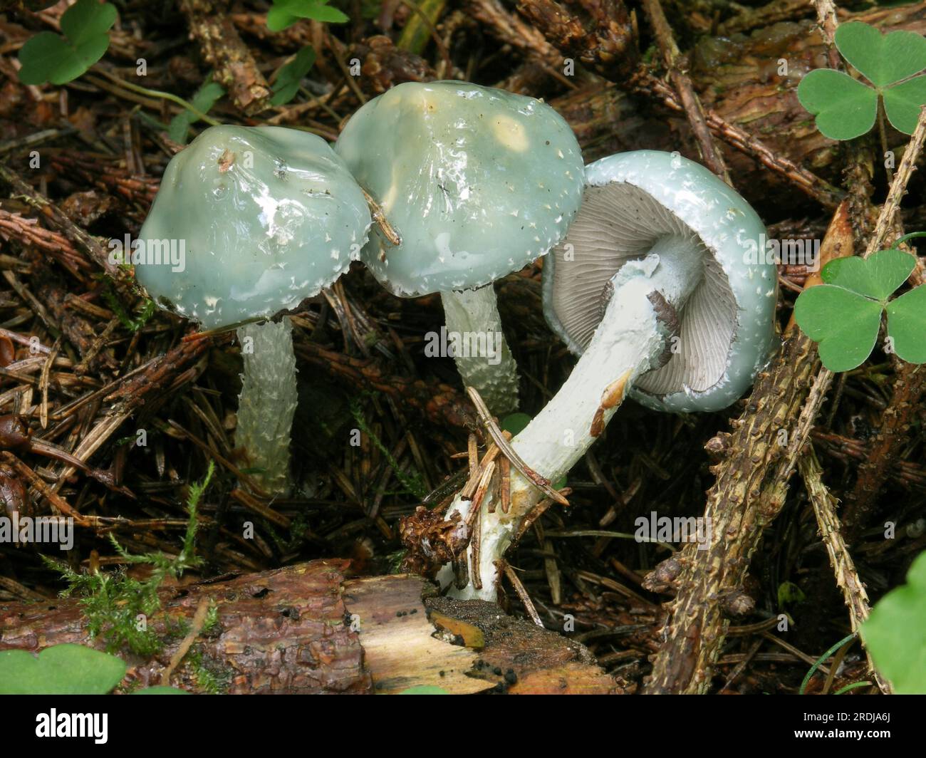 Verdigris agaric (Stropharia aeruginosa Stock Photo - Alamy