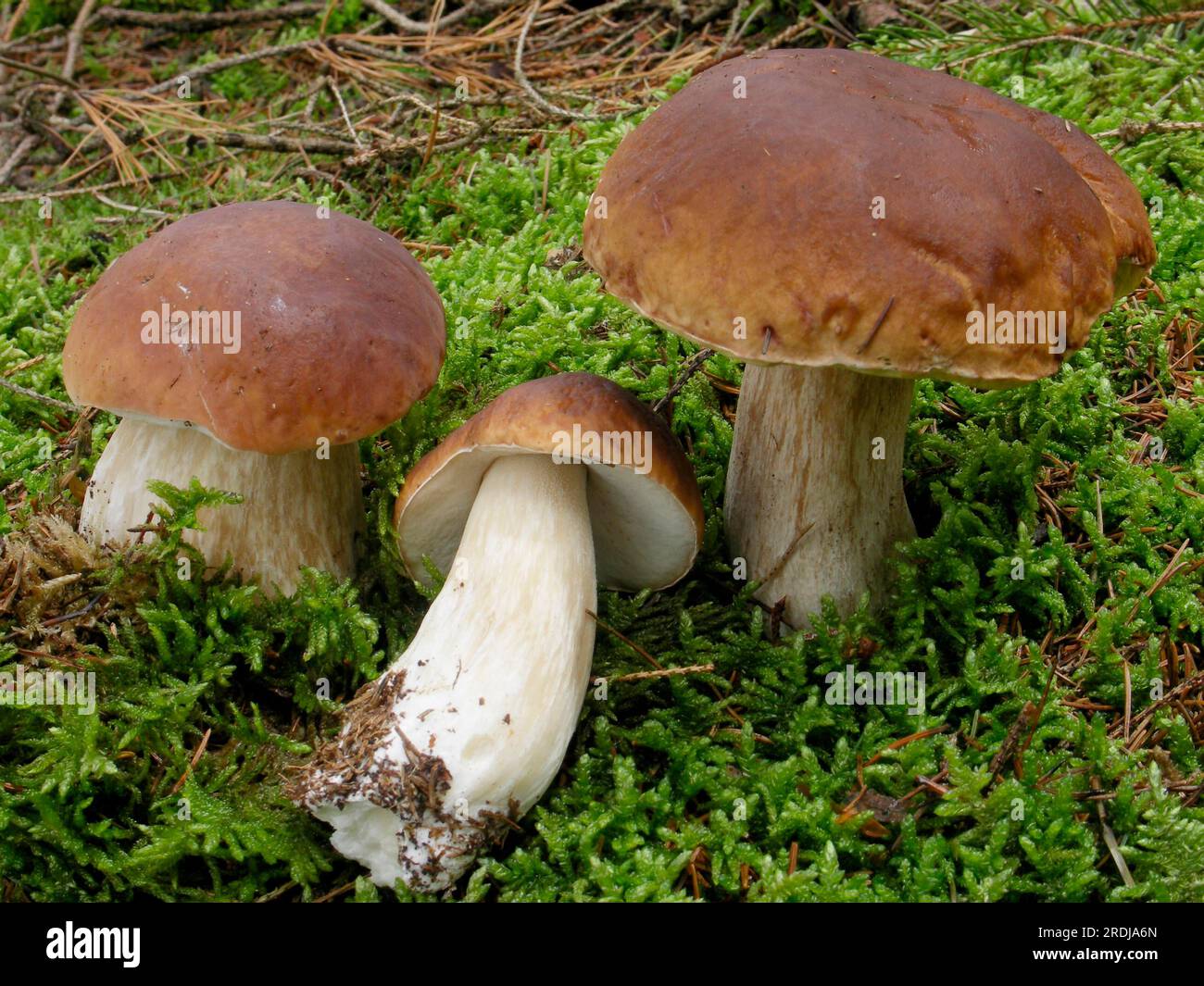 King bolete (Boletus edulis Stock Photo - Alamy