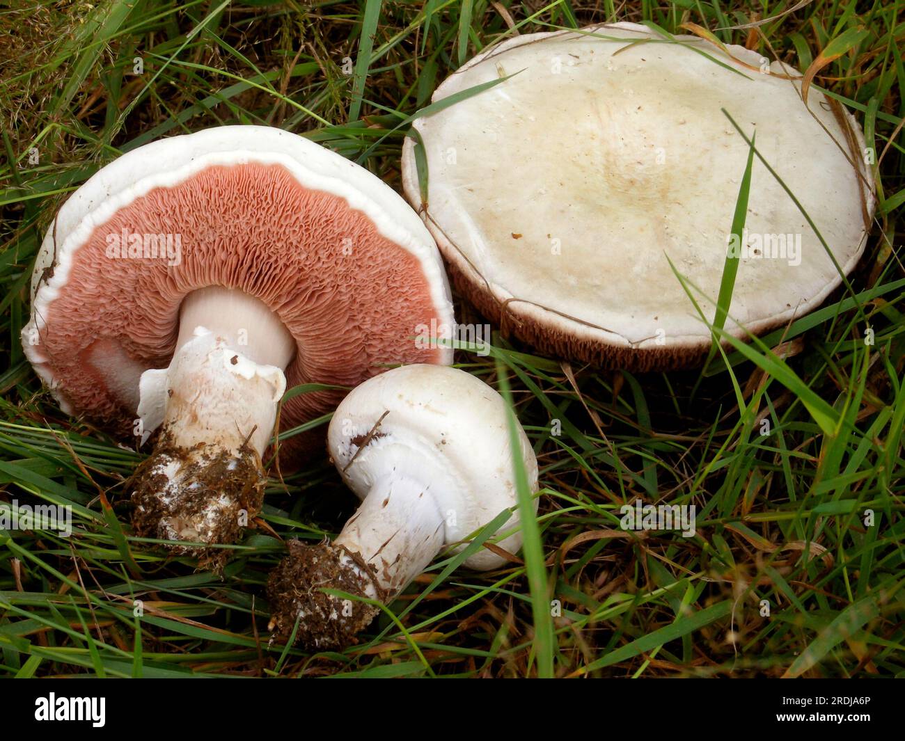 Field mushroom (Agaricus campestris Stock Photo - Alamy Field mushroom (Agaricus campestris Stock Photo - Alamy