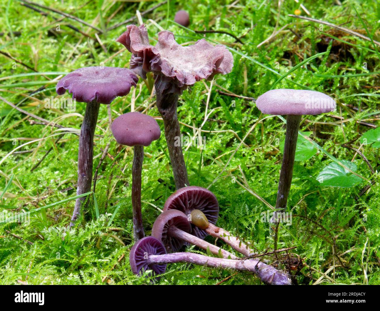 Amethyst deceiver (Laccaria amethystina Stock Photo - Alamy