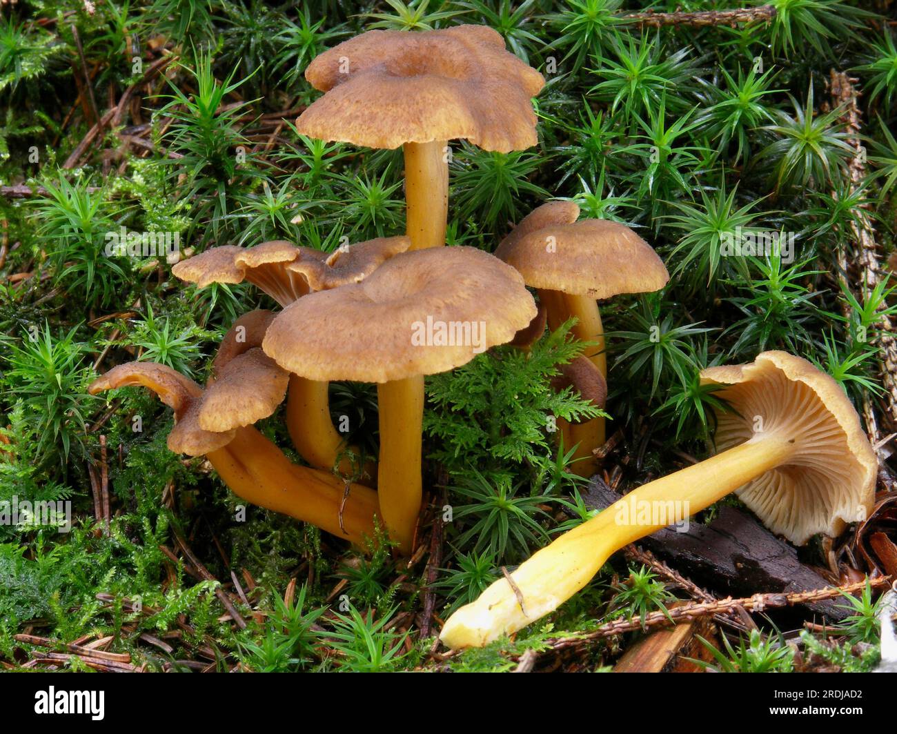 Yellowfoot hi-res stock photography and images - Alamy