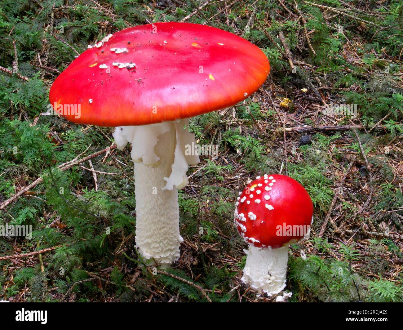 Fly agaric (Amanita muscaria Stock Photo - Alamy
