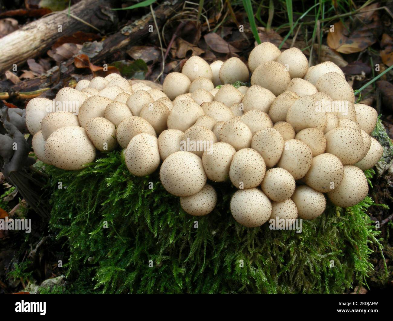 Pear-shaped puffball (Lycoperdon pyriforme Stock Photo - Alamy
