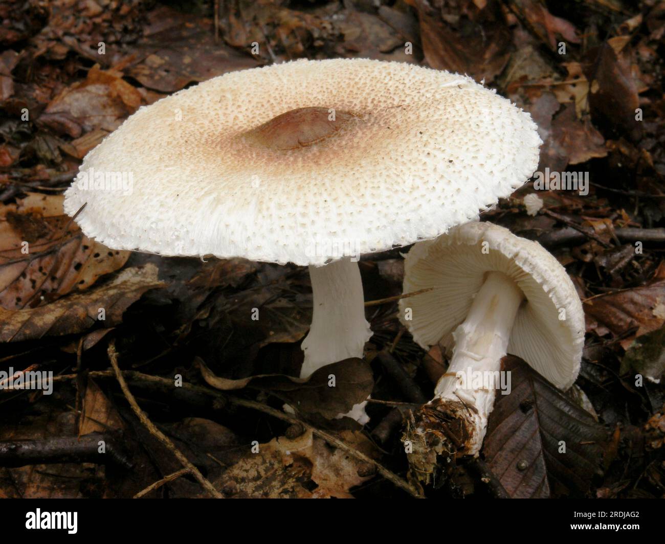 Dapperling hi-res stock photography and images - Alamy