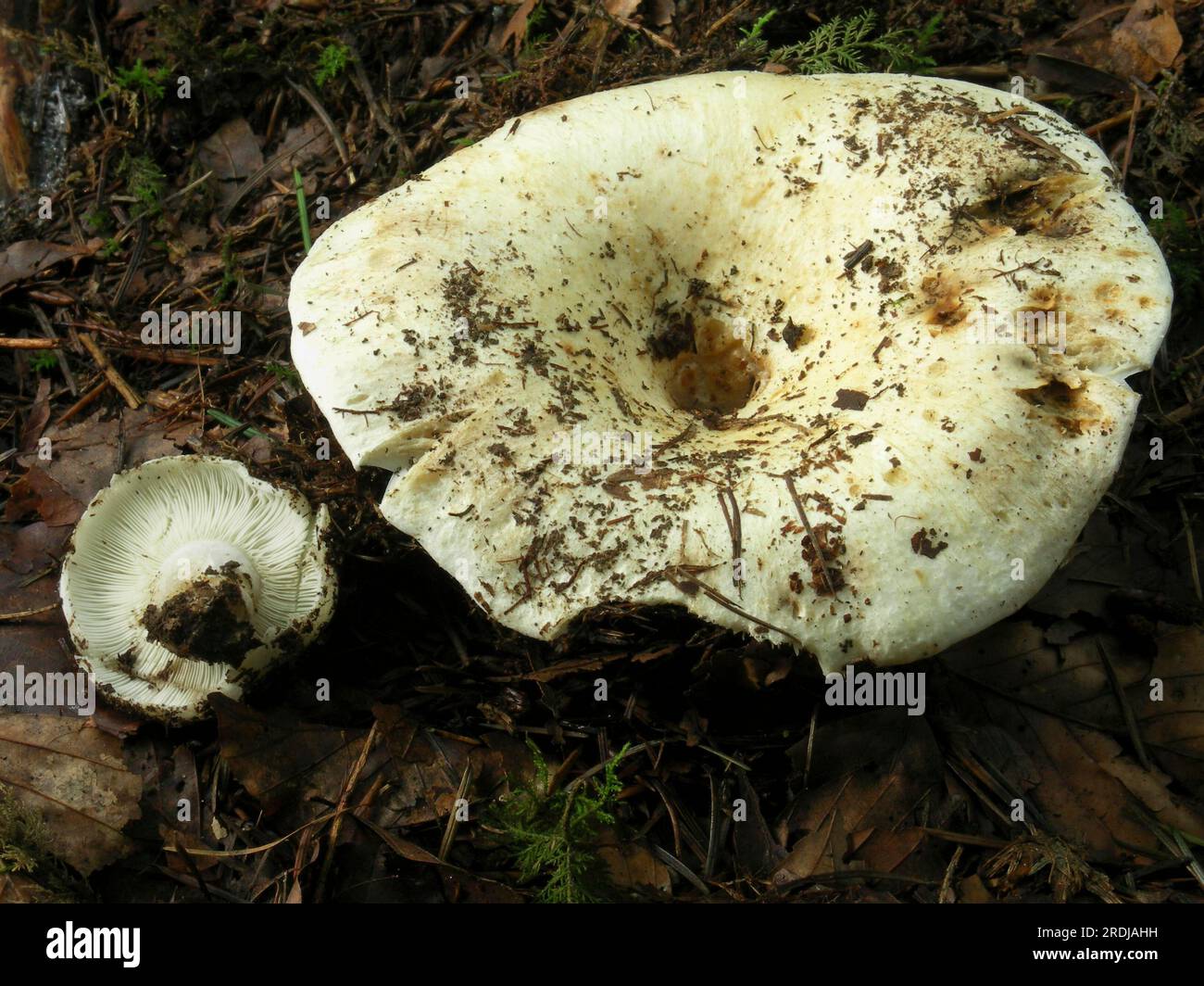 Blue-leaved milk-white brittlegill (Russula delica Stock Photo - Alamy