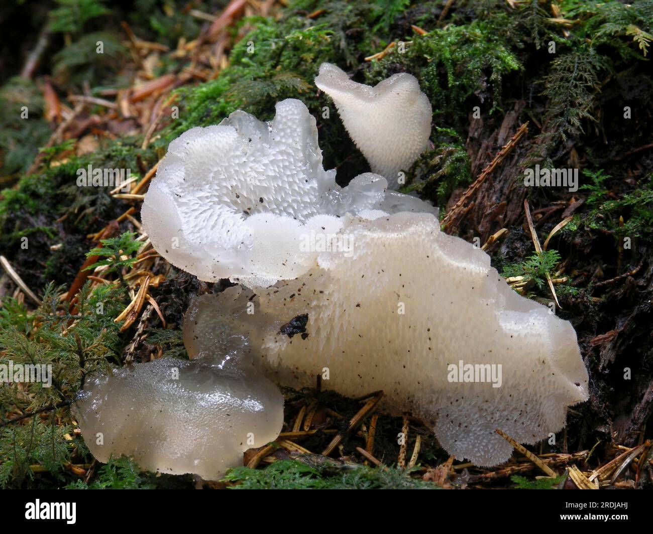 Pseudohydnum gelatinosum hi-res stock photography and images - Alamy