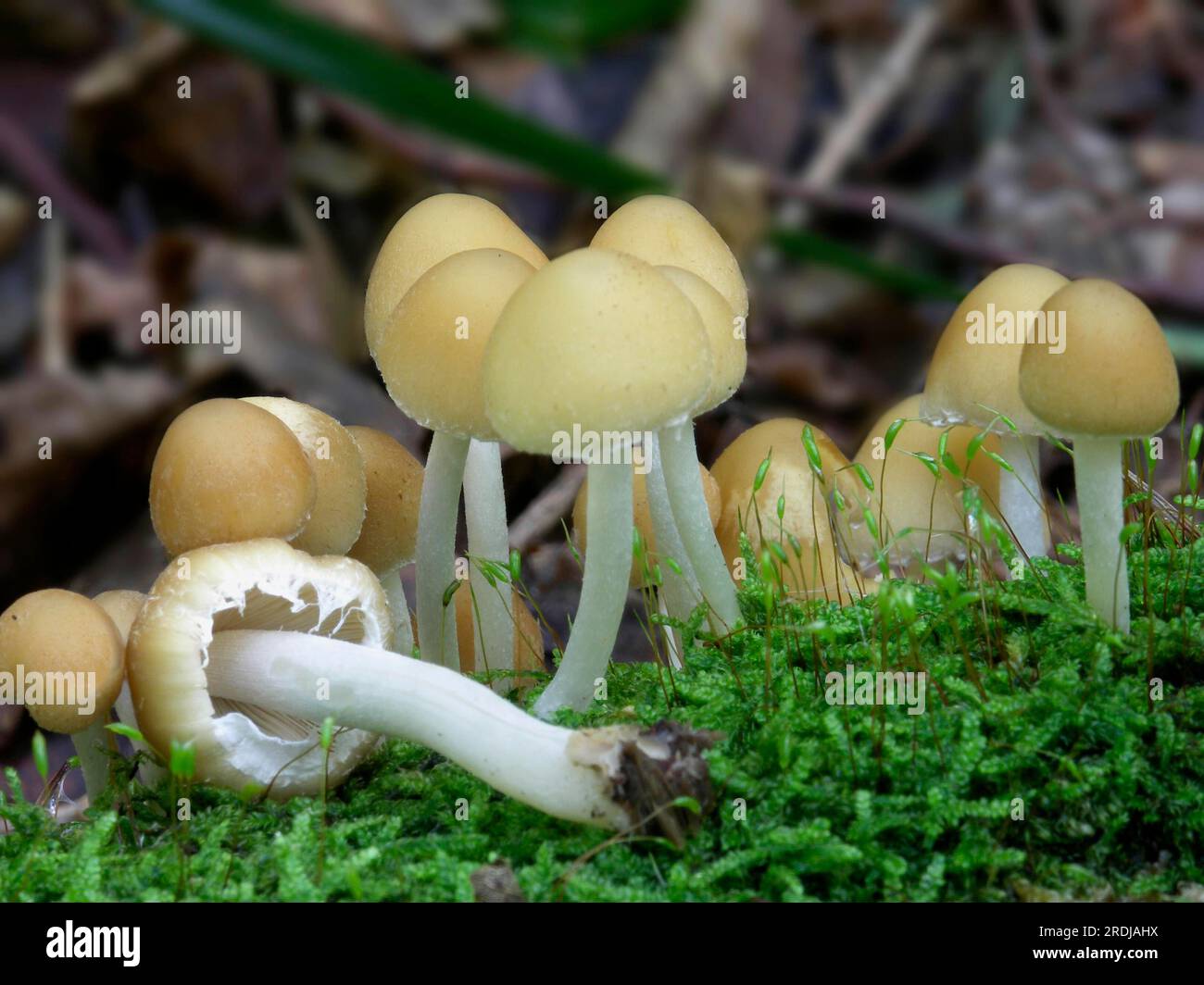 Fungus mushroom psathyrella candolleana hi-res stock photography and ...