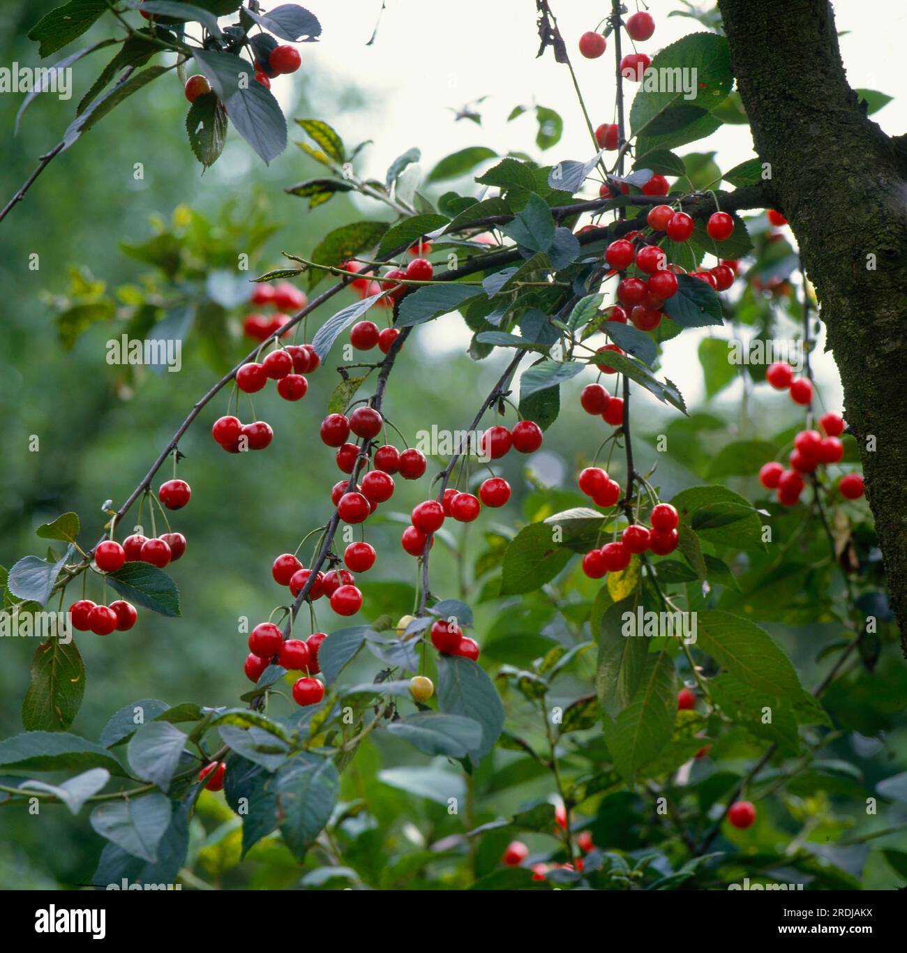 Sour cherries (Prunus cerasus), morello cherries, sour cherry, sour cherry, sour cherry Stock ...