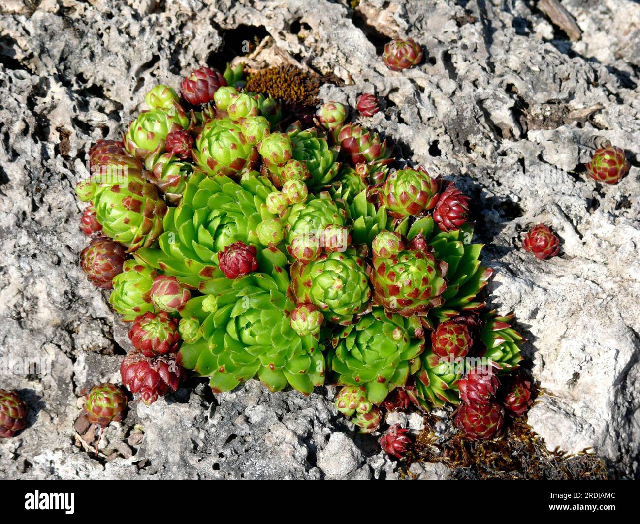 Houseleek, Roof houseleek (synonym: S. alpinum), Common common ...
