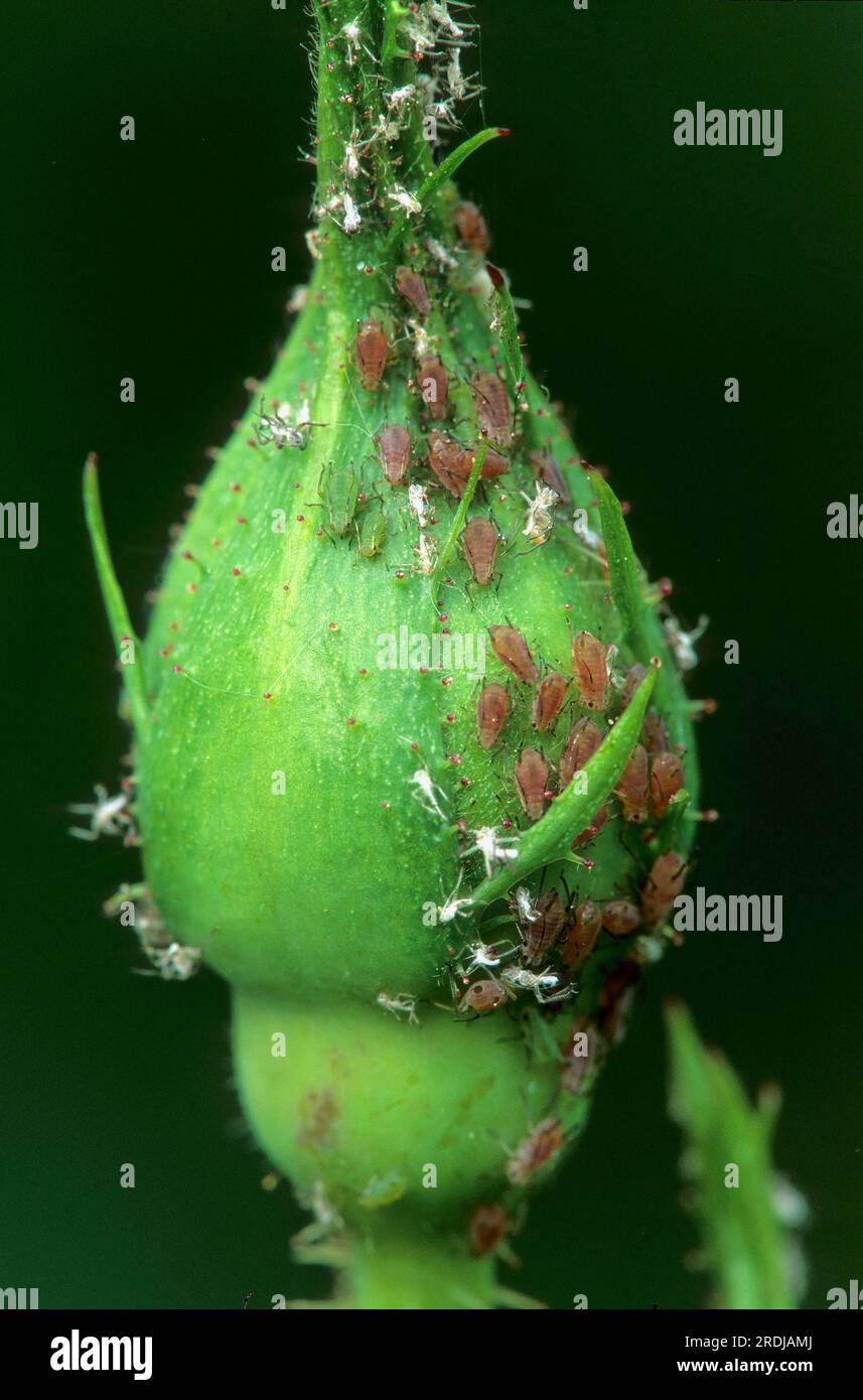 Rose bug disease hi-res stock photography and images - Alamy