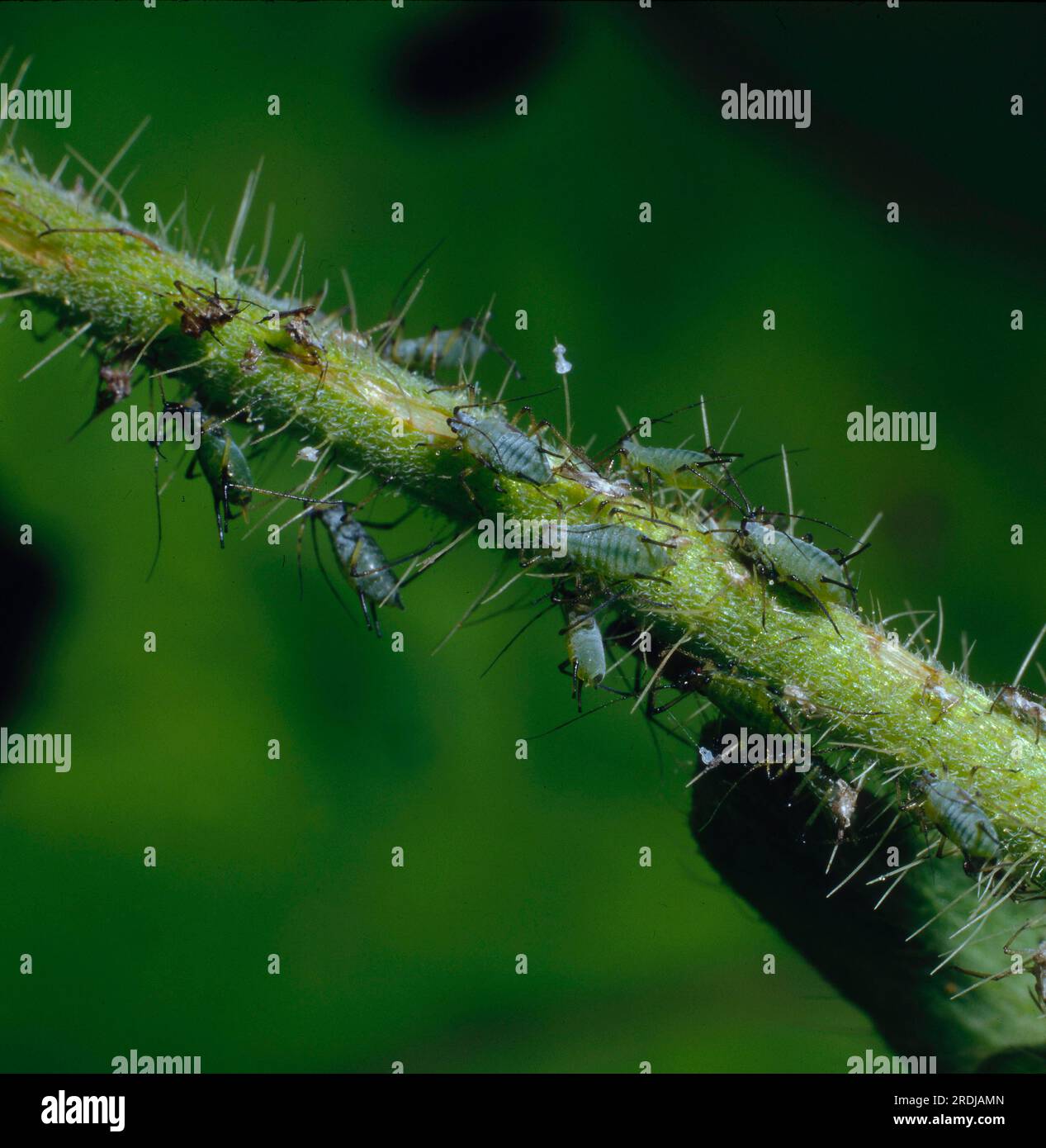 Tube louse hi-res stock photography and images - Alamy