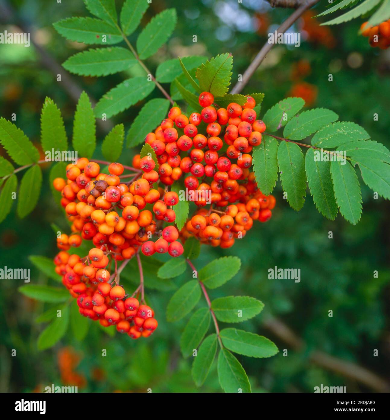 Rowan, rowan, european rowan (Sorbus aucuparia), quince, cramet berry ...
