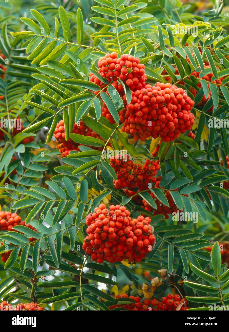 Rowan, rowan, european rowan (Sorbus aucuparia), quince, cramet berry ...
