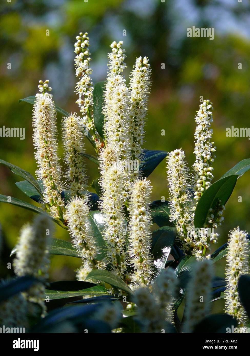 Prunus laurocerasus tree shrub hi-res stock photography and images - Alamy