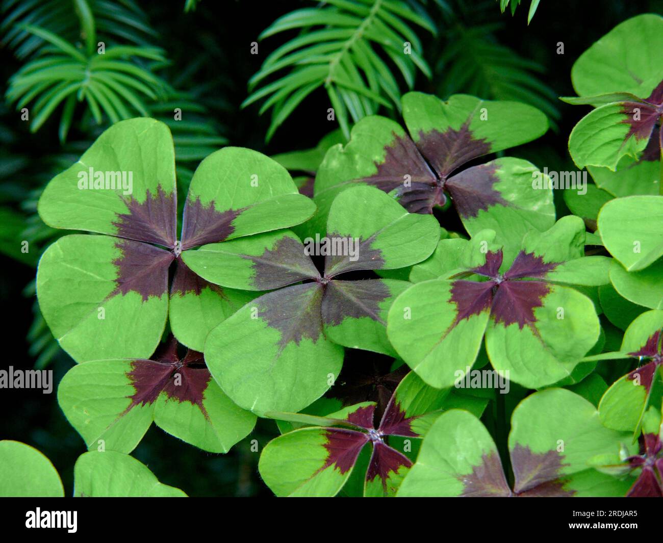 Cloverleaf sign hi-res stock photography and images - Alamy