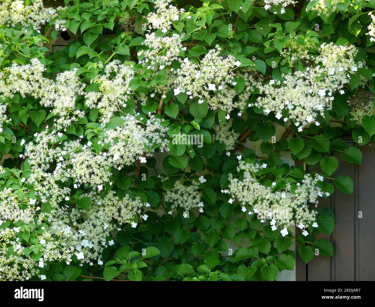 Plate Hydrangea white flowering, bigleaf hydrangea (Hydrangea ...