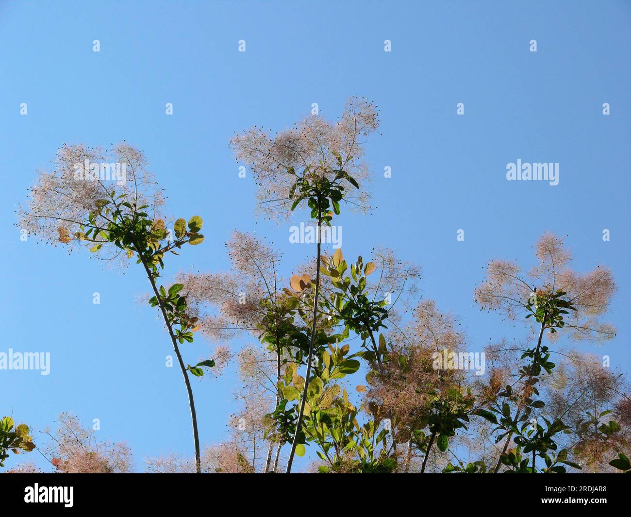 Wig bush (Cotinus coggygria), Wig Tree, Fiset Wood, Dyer's Sumac (Syn ...