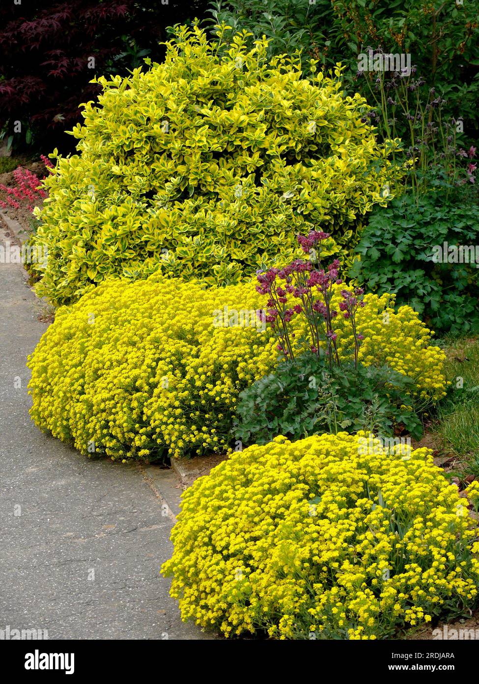 Yellow rockery plant hi-res stock photography and images - Alamy