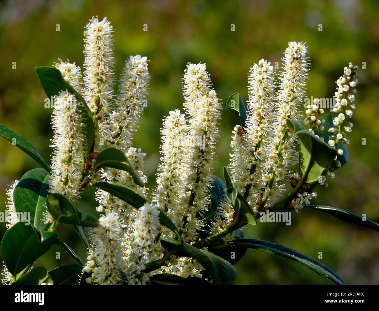 Cherry laurel (Prunus laurocerasus) in flower, cherry laurel Stock ...
