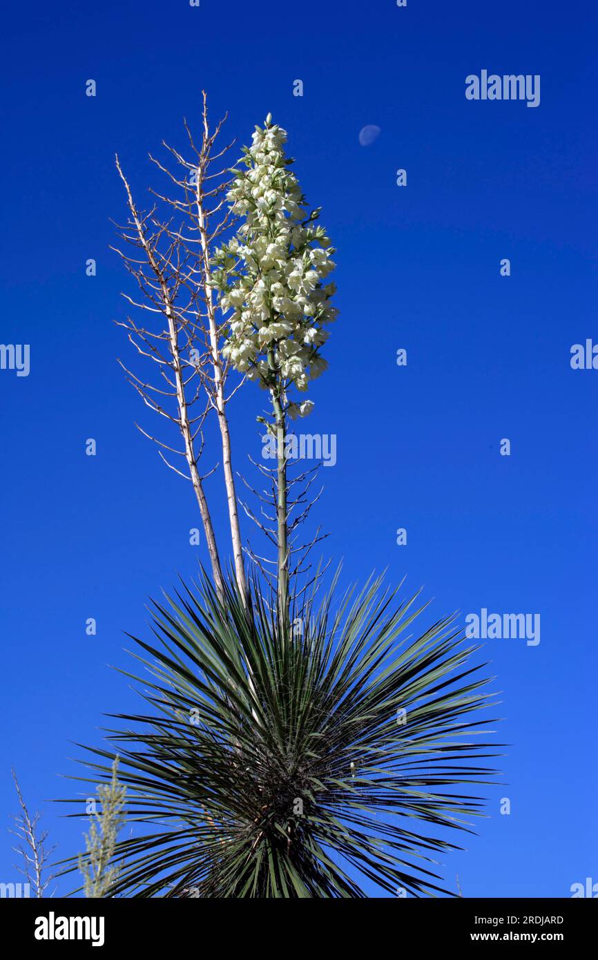 Soaptree yucca (Yucca elata), blom, flower, Sonora Desert, Arizona, USA ...