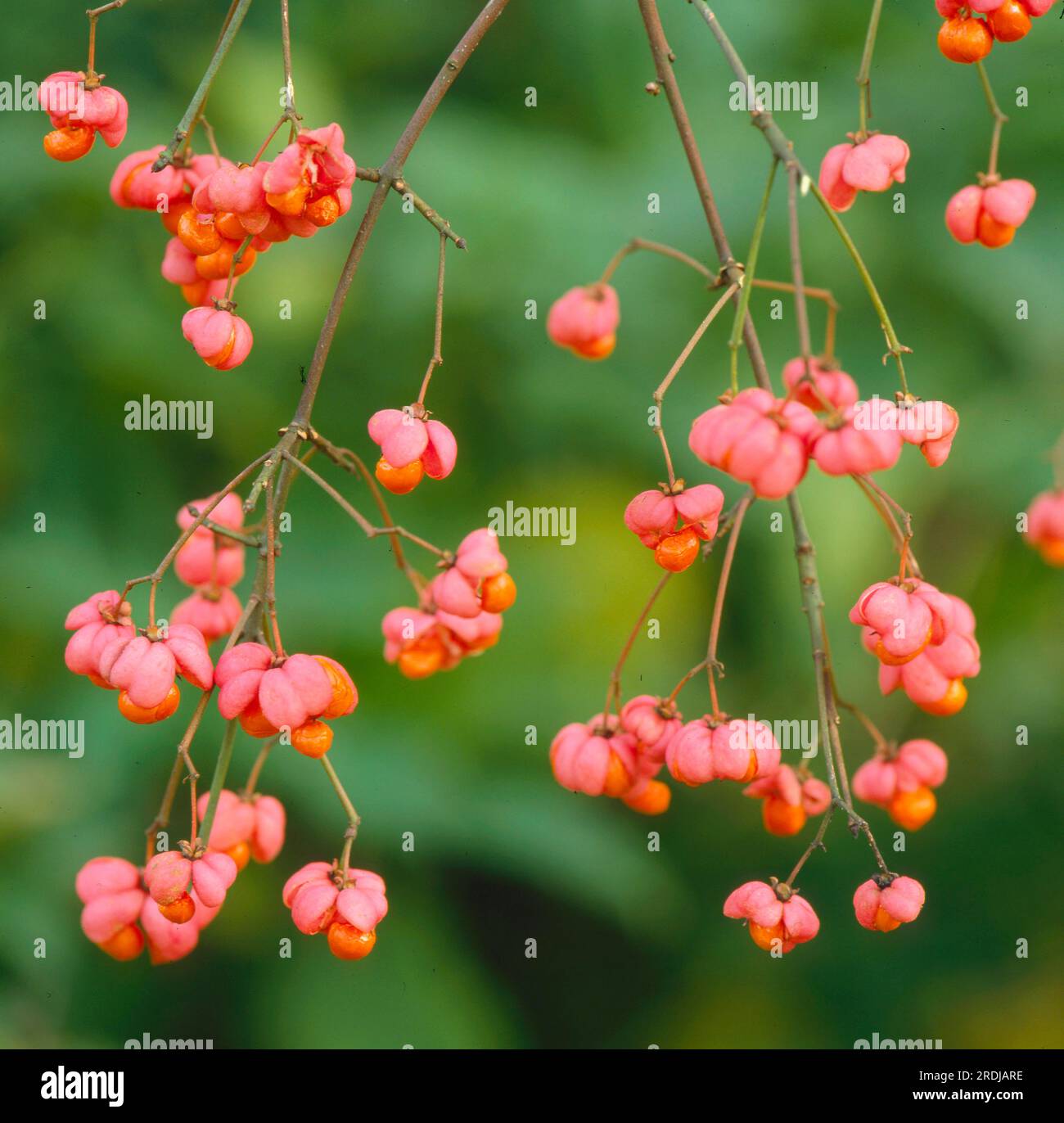 Common spindle tree, european spindle (Euonymus europaeus), spindle cap ...