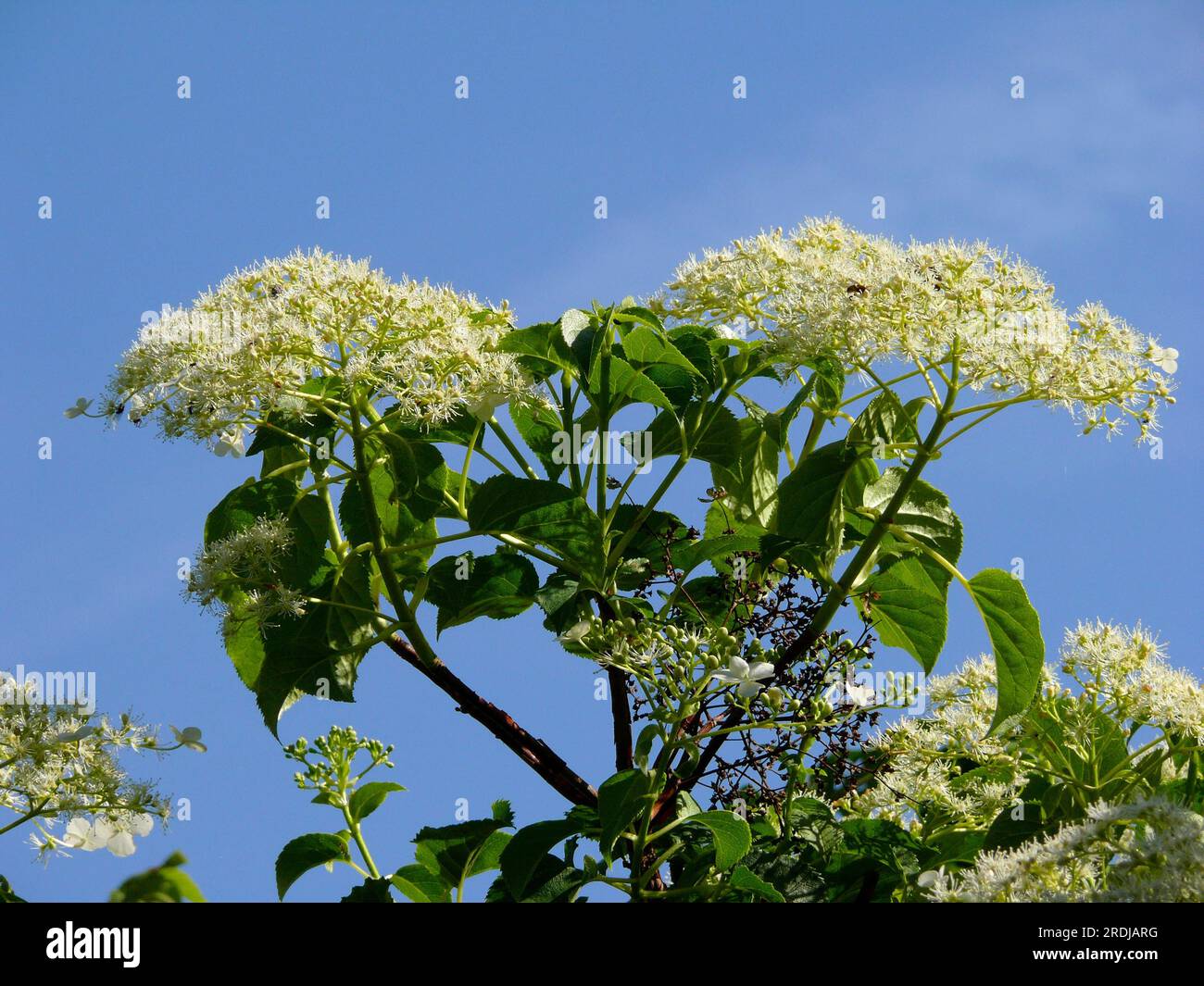 Plate Hydrangea white flowering, bigleaf hydrangea (Hydrangea ...
