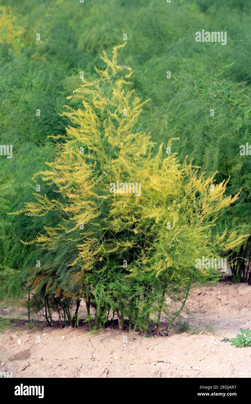 Garden asparagus (Asparagus officinalis), leaves, foliage, flower ...