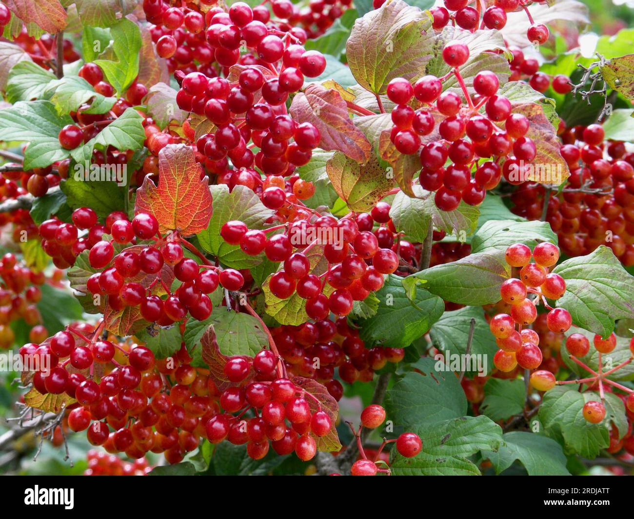 Guelder rose (Viburnum opulus), heartberry, bloodberry, chokeberry bush ...