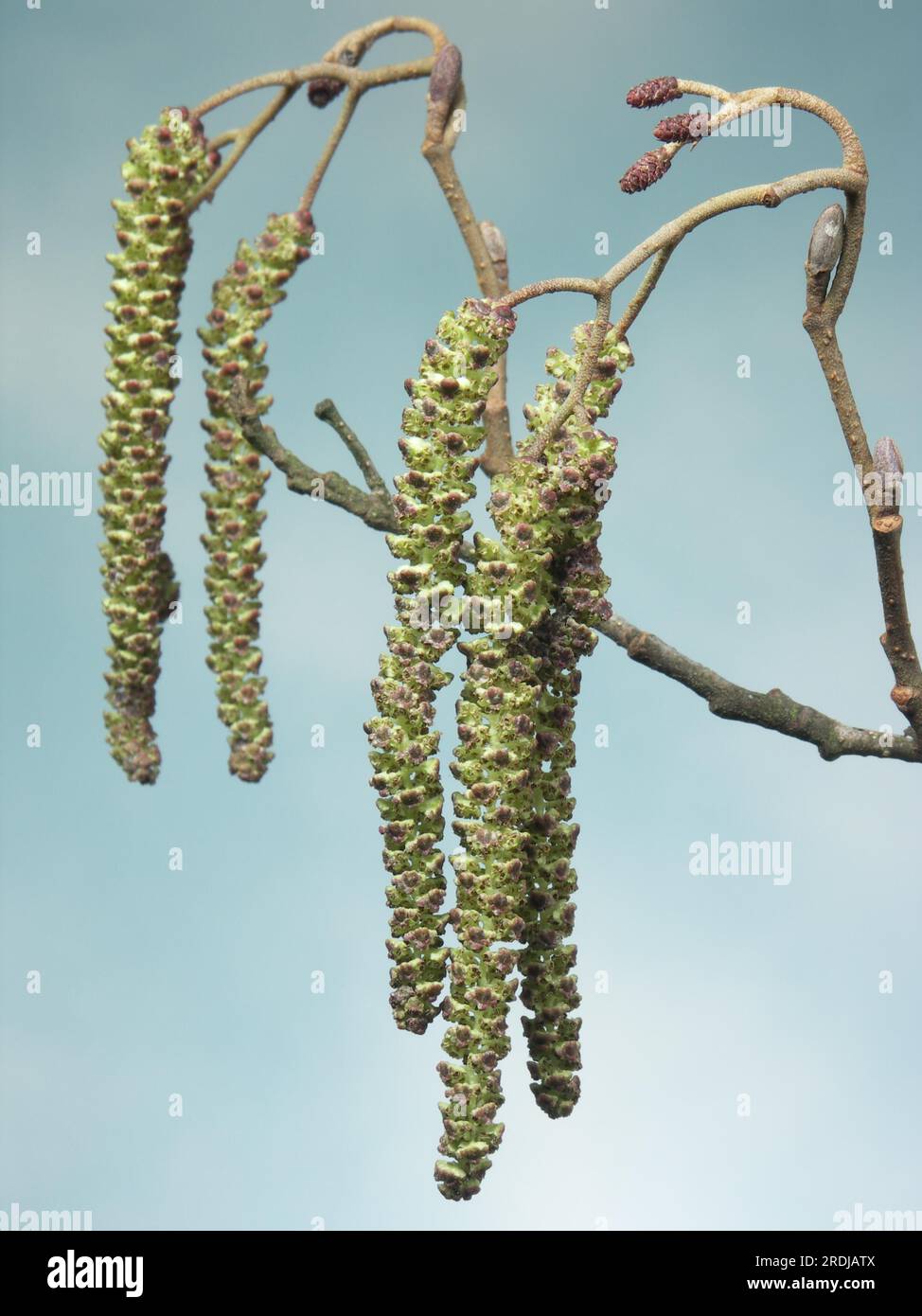 Black alder (Alnus glutinosa), flowering, upper right female flowers ...