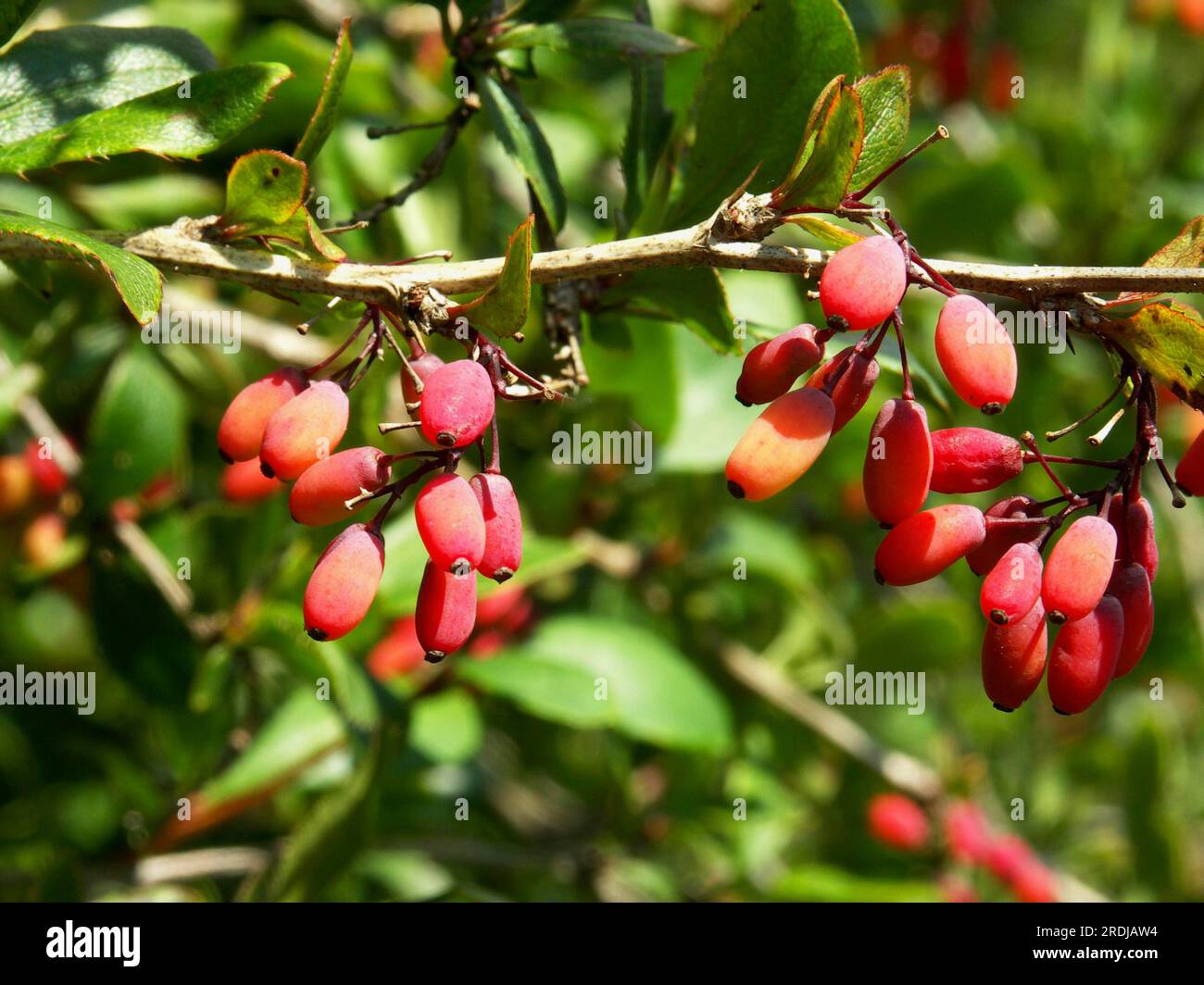 Common Barberry, Common Sourthorn, Vinegar Berry, european barberry ...