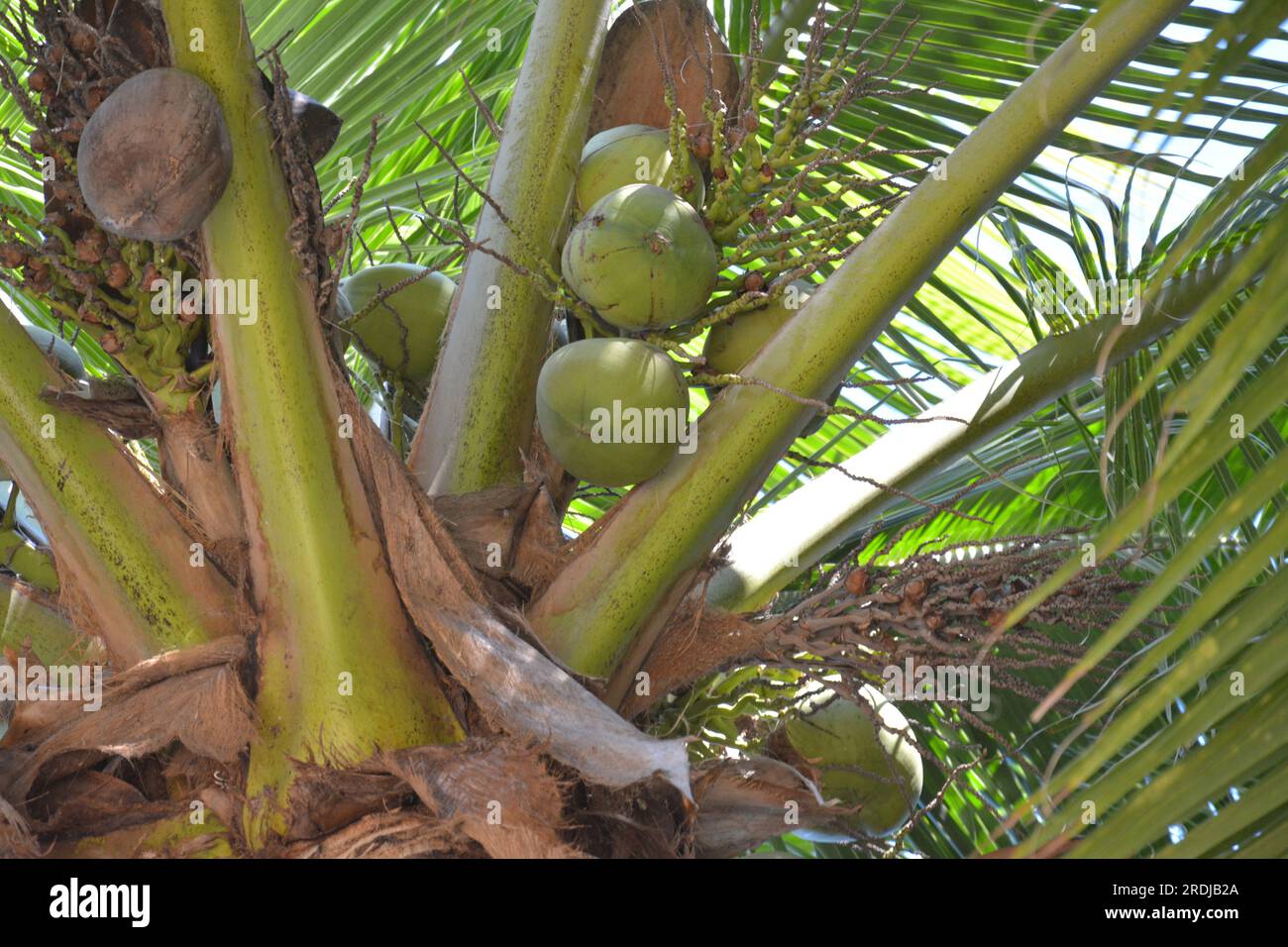 coconuts on the branch in the trees Stock Photo - Alamy