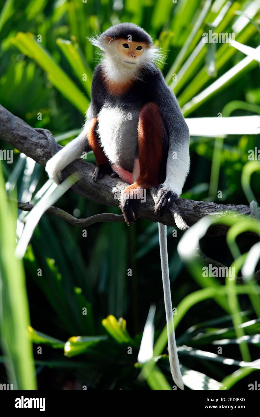 Douc, Adult, on tree Douc Langur (Pygathrix nemaeus), Asia Douc Langur ...