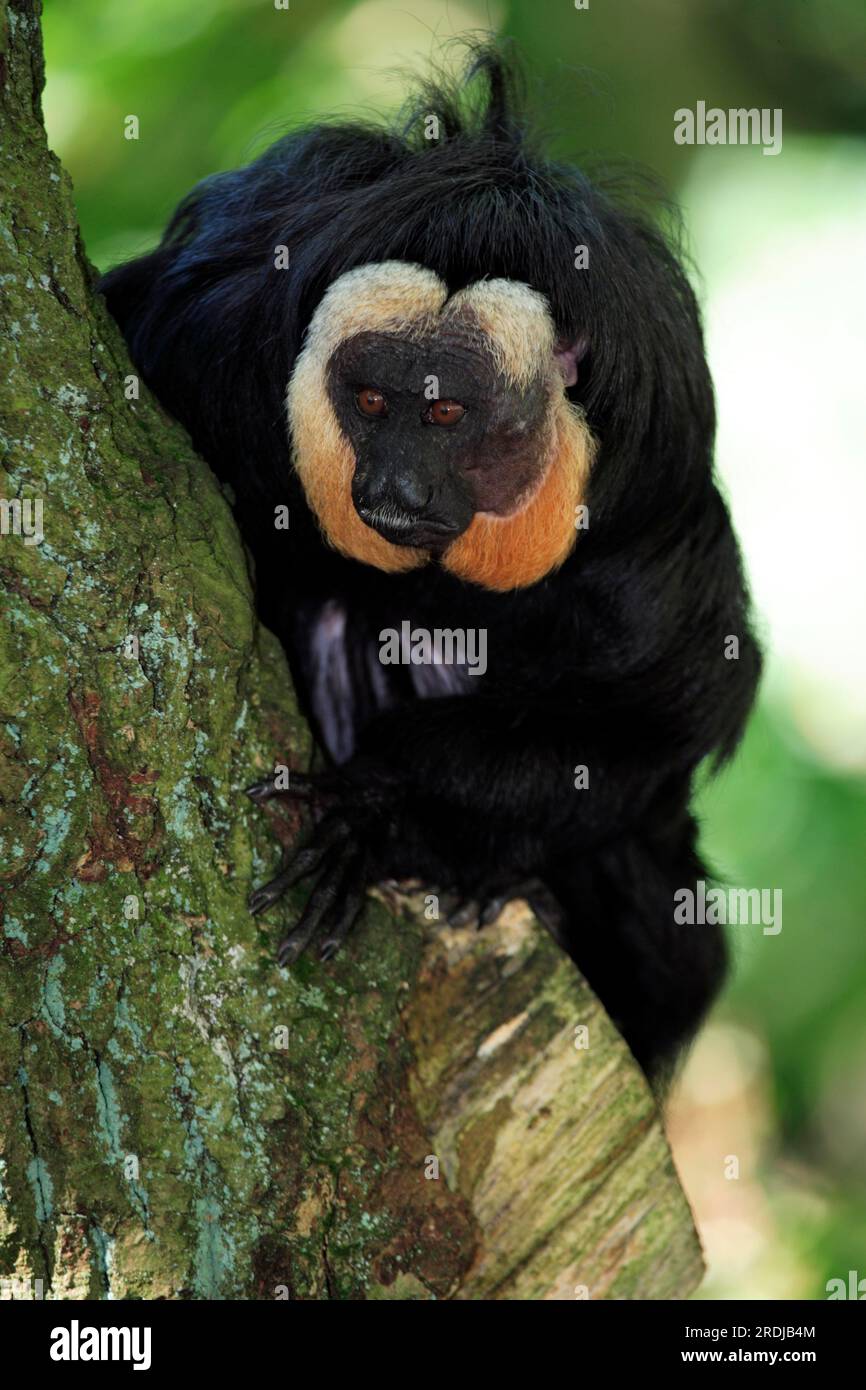 White-faced saki (Pithecia pithecia), male, on tree White-Headed Saki ...