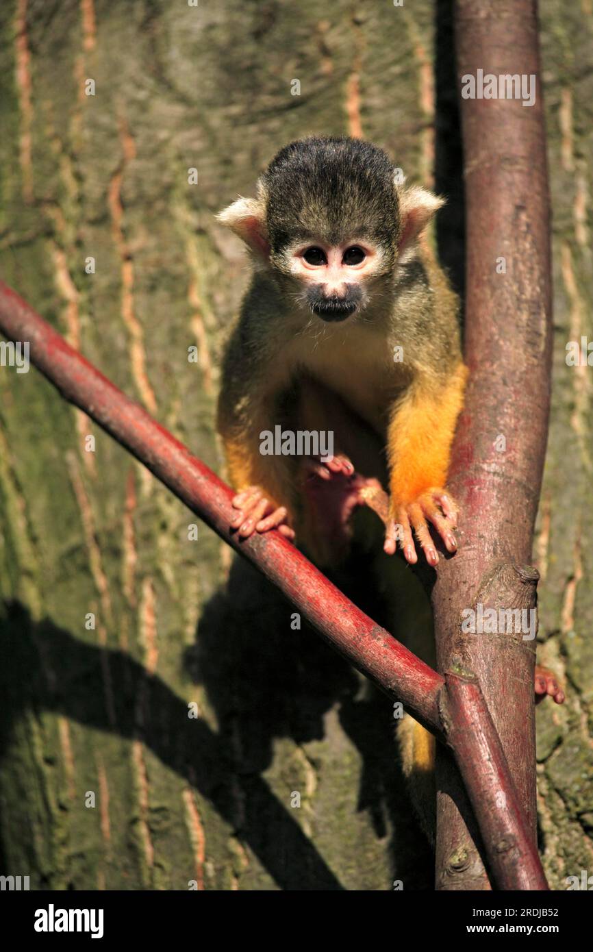 Common squirrel monkey (Saimiri sciureus), South America, Adult, on ...