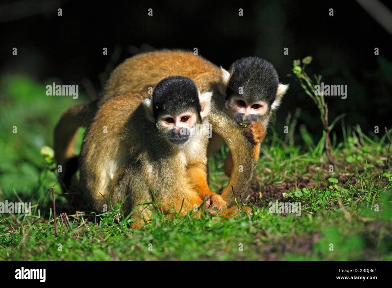 Common squirrel monkey (Saimiri sciureus), South America, two animals ...