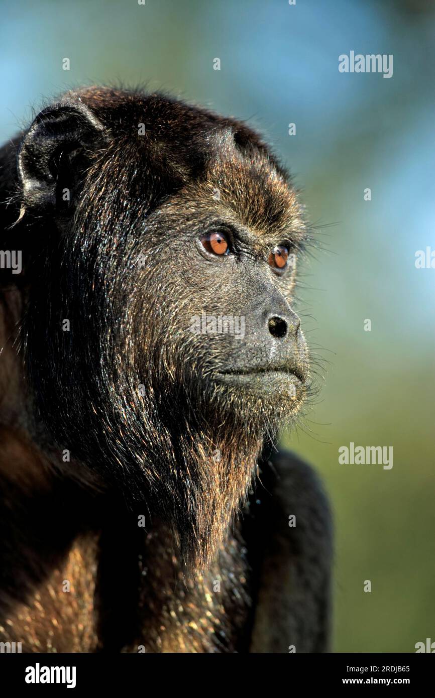 Black howler (Alouatta caraya), Pantanal, Brazilian subadult, semi ...