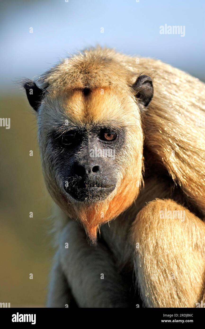 Black howler (Alouatta caraya), Pantanal, Brazilian subadult, semi ...