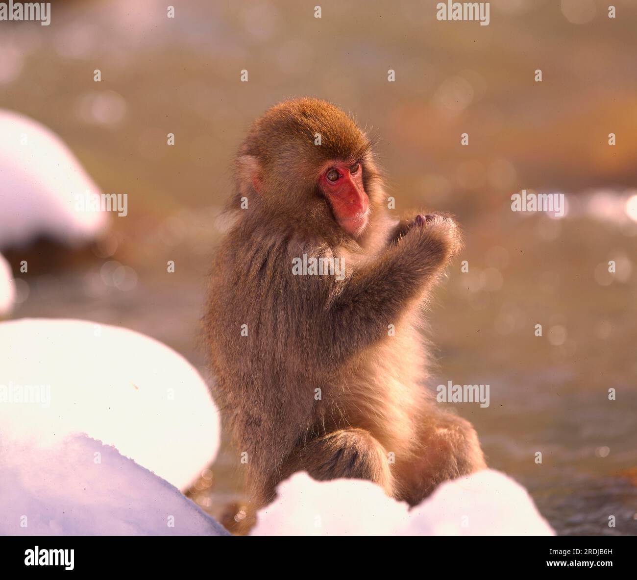 Japan monkey, snow monkey, red-faced monkey, juvenile, Japan macaque ...